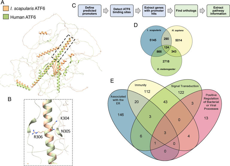 Bacteria hijack tick cell defenses to spread disease, study shows