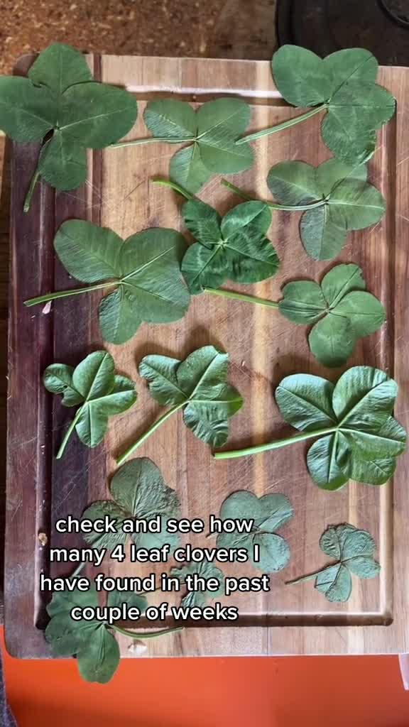 Counting My Four-Leaf Clovers—With a Surprising Find!