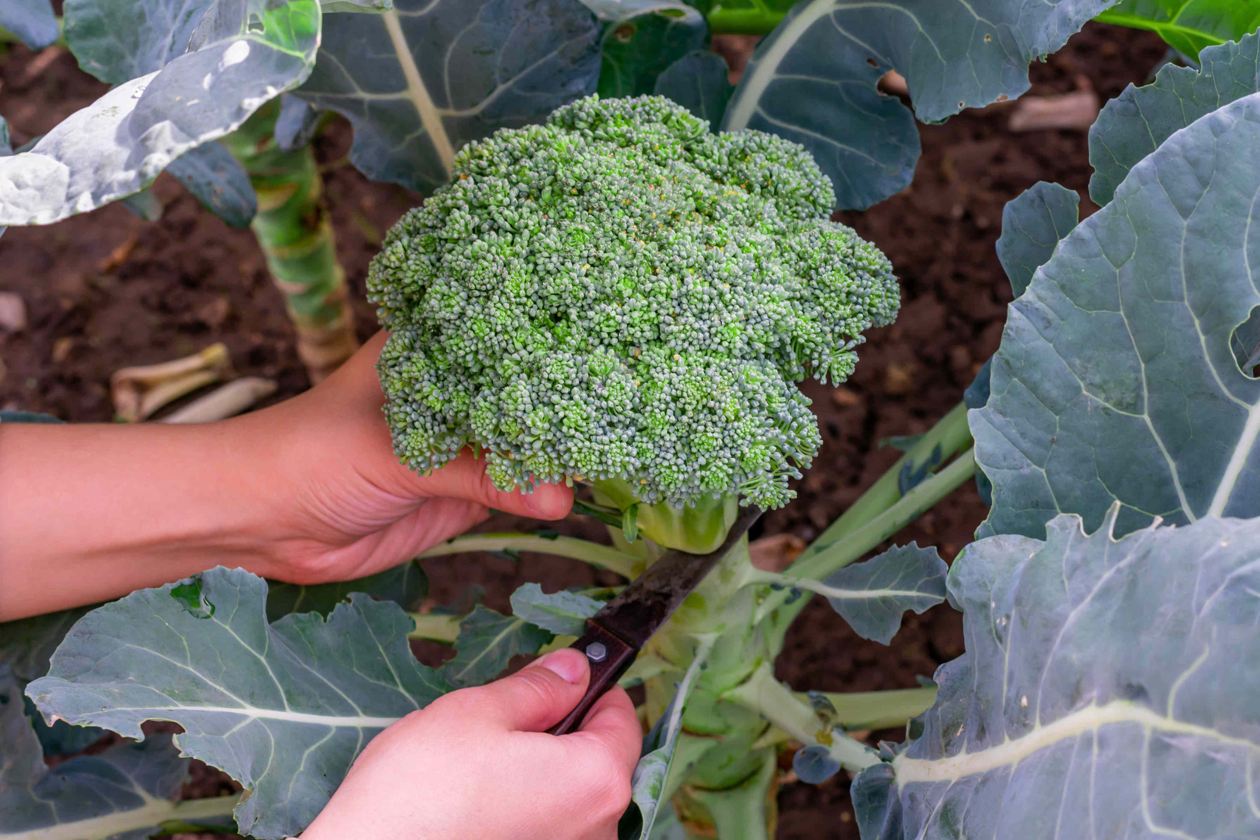 When to Harvest Broccoli for the Best Flavor, According to Farmers