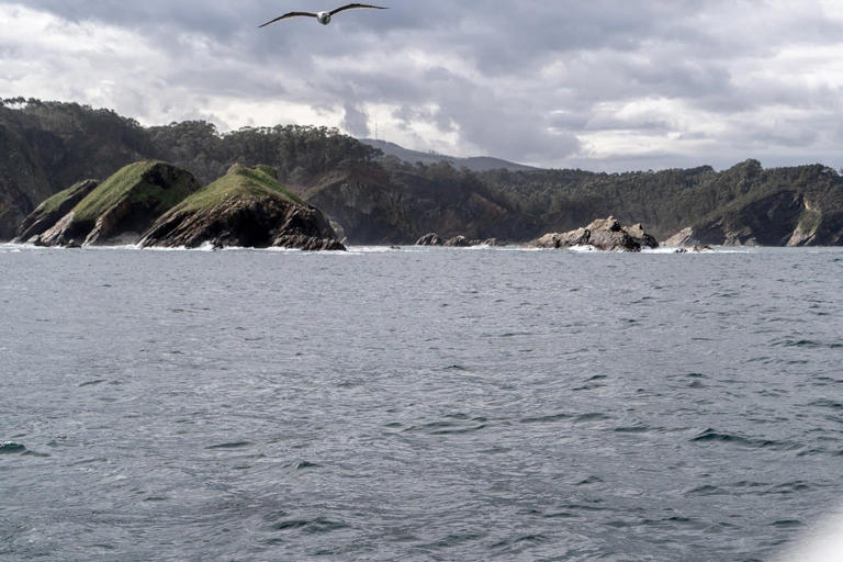 Two coasts, one struggle for octopus fishers battling overfishing and ...