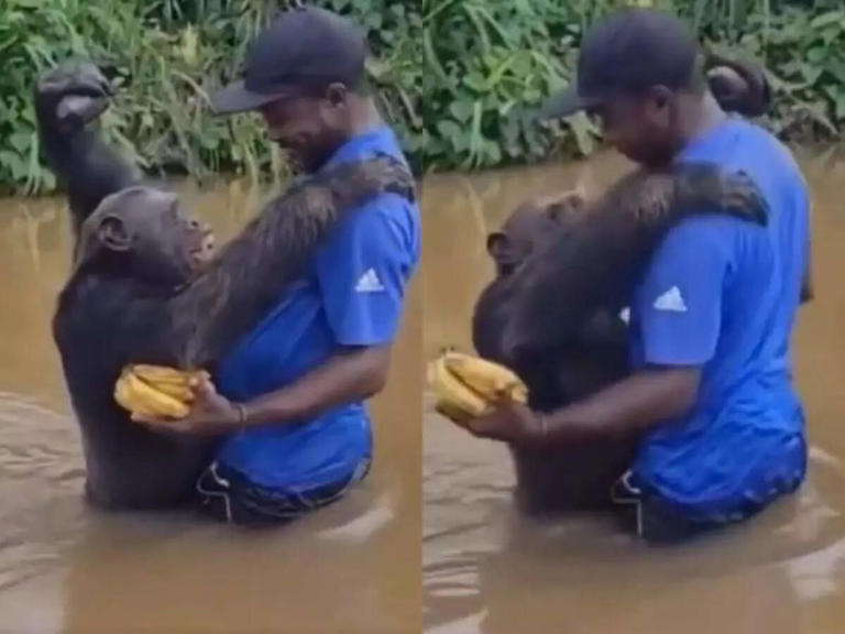 What a chimp did to this man who gave him bananas left internet in ...