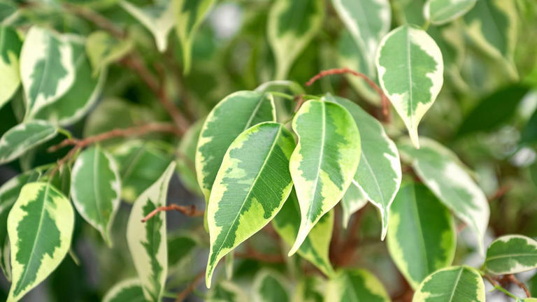 Guía completa para el cuidado del ficus en maceta: especies, trucos y ...