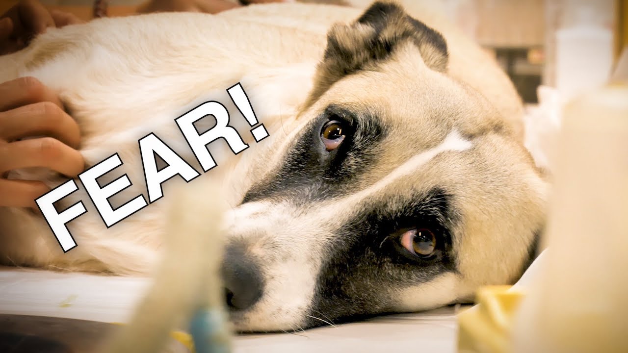 Fear returns – hero dog rushed back to the hospital