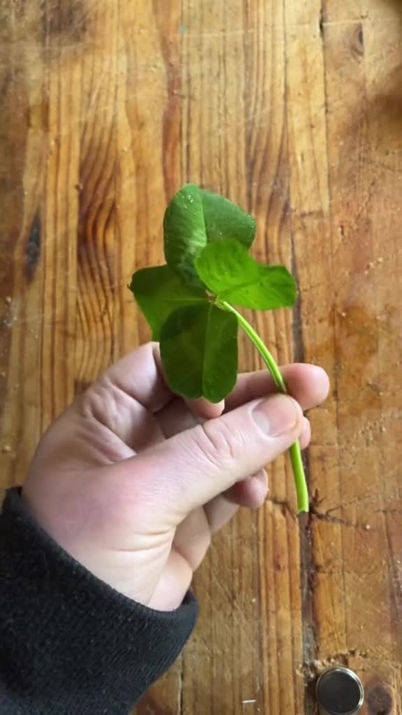 Look What I Found: A Giant Four-Leaf Clover!