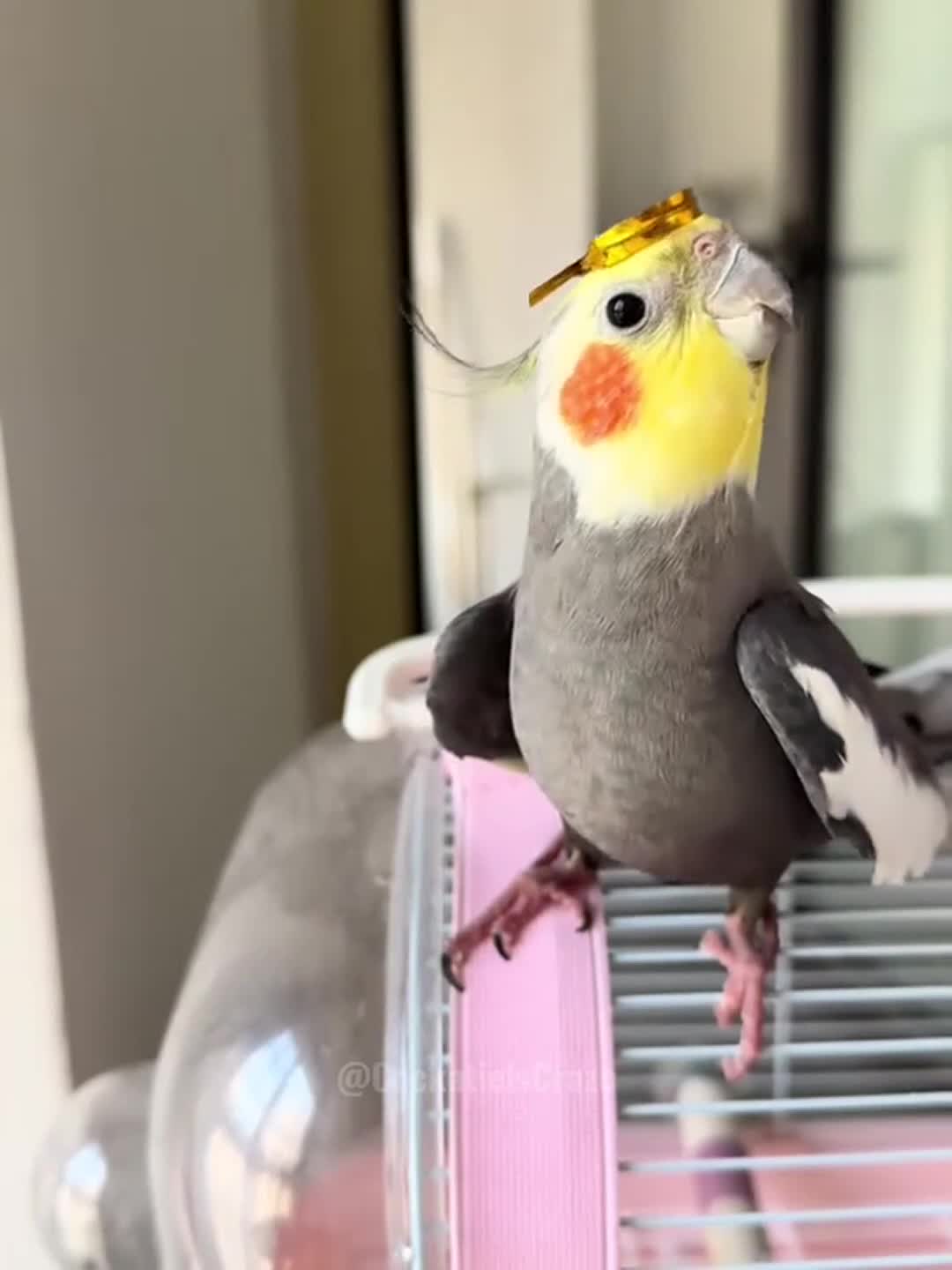 Cockatiel Wears a Tiny Crown with Style
