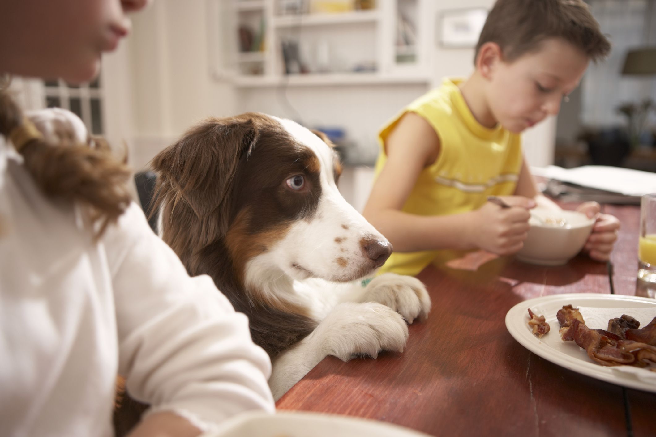 16 Secretly Dangerous Things Your Dog Should Never Eat, Per a Vet