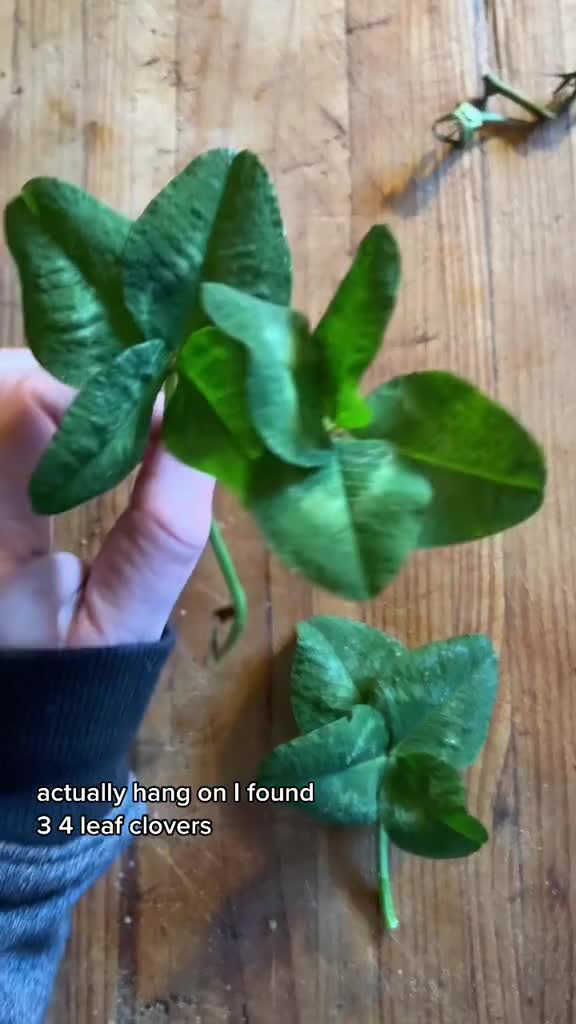 I Just Found THREE Four-Leaf Clovers—How Lucky Is That?