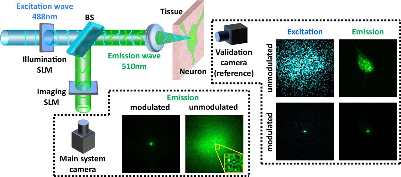 Dual wavefront correction enhances quality of deep-tissue imaging