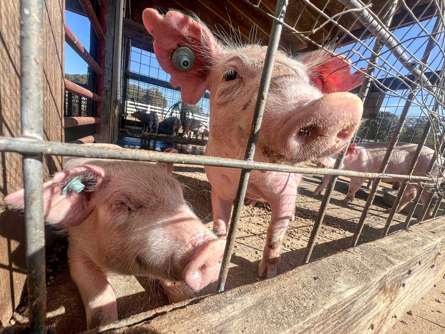 What is 'Animal Farm,' now 80, about? Maybe not what you think
