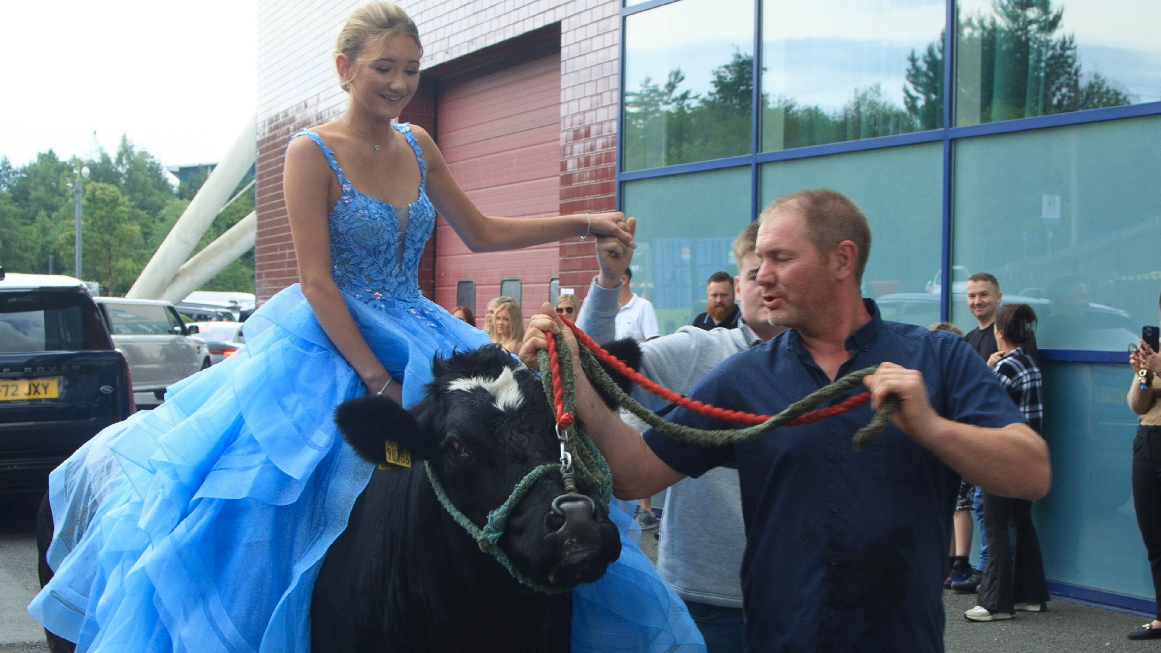 Moment teen ditches car for her cow in prom arrival