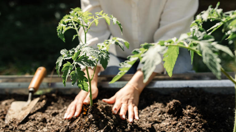 The Proven Planting Technique For Healthier Tomato Plants In The Garden