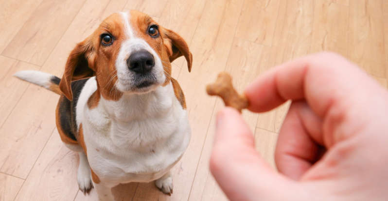 Common misconceptions about dogs, debunked Common misconceptions about dogs, debunked