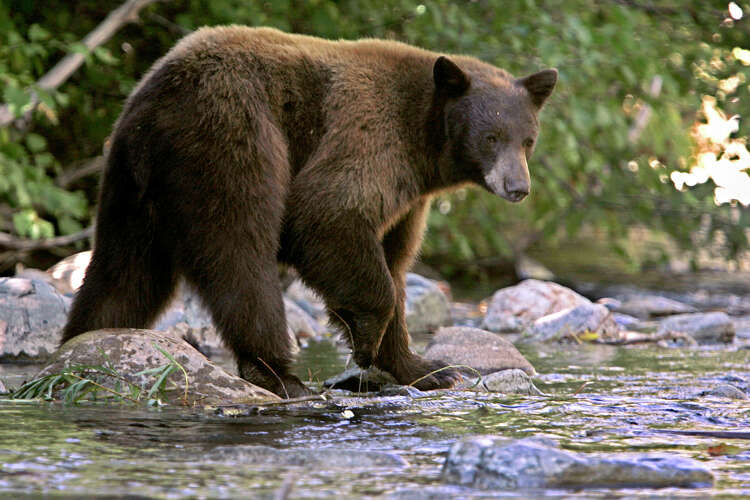 Bears invade Northern California woman's home after repeated burglaries
