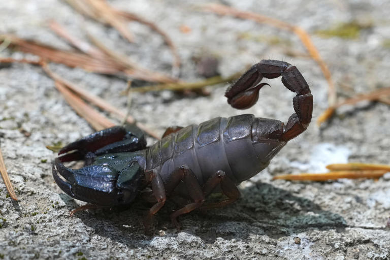 Are there scorpions in Oregon? Here's where they are found