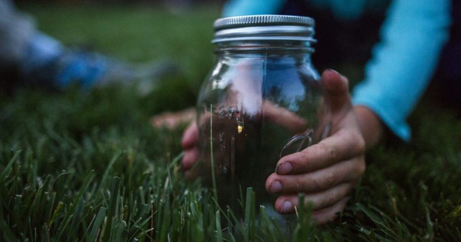 LSU entomologists working to bring fireflies back to Jean Lafitte