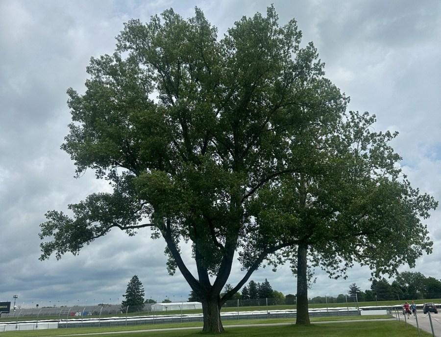 North Carolina Forest Service annual seedling sale starts July 1