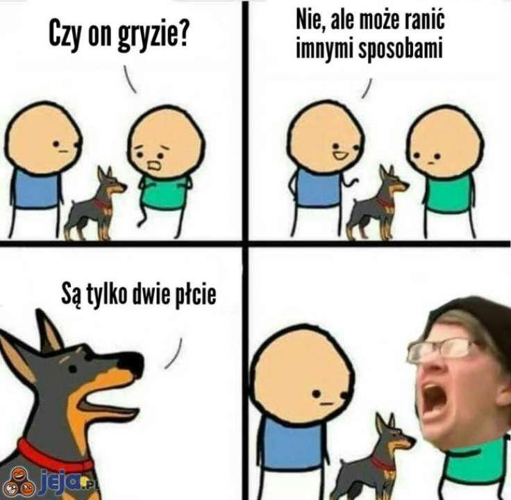 Pies najlepszym przyjacielem człowieka? ZOBACZ najlepsze memy! Uśmiech ...