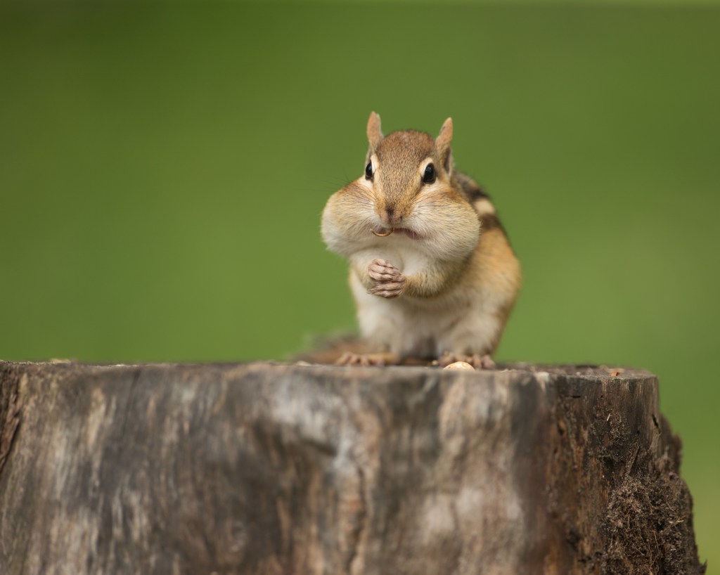 US rodents in Chicago are evolving in real time