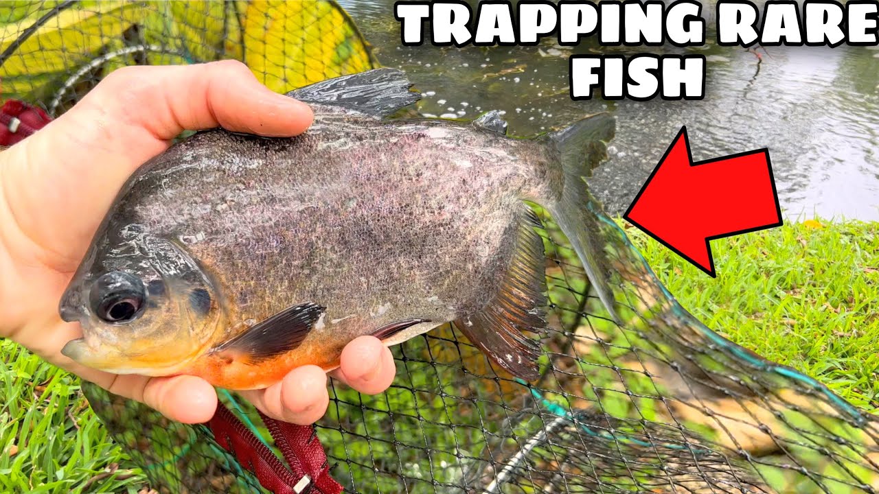 CATCHING INVASIVE PIRANHA FISH in FLORIDA FISH TRAP!