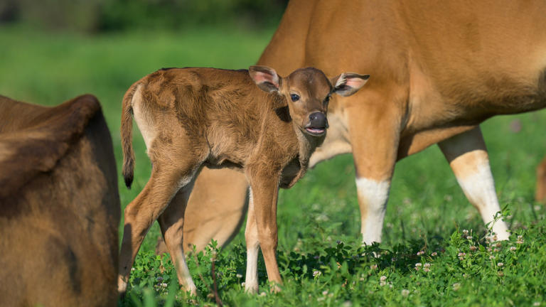 Endangered banteng born at Saint Louis WildCare Park for the first time