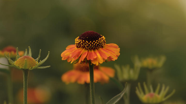 The Easy-To-Grow Flower That Will Last In Your Garden For Years