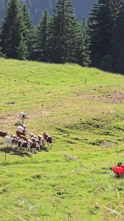 Man Parachutes into Cow Farm