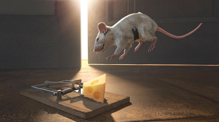 If Mice Are Avoiding Your Traps, This Could Be Why