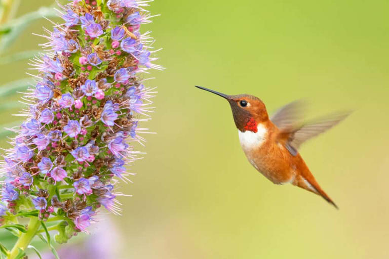 The Incredible Migration of Hummingbirds: Nature’s Tiny Travelers