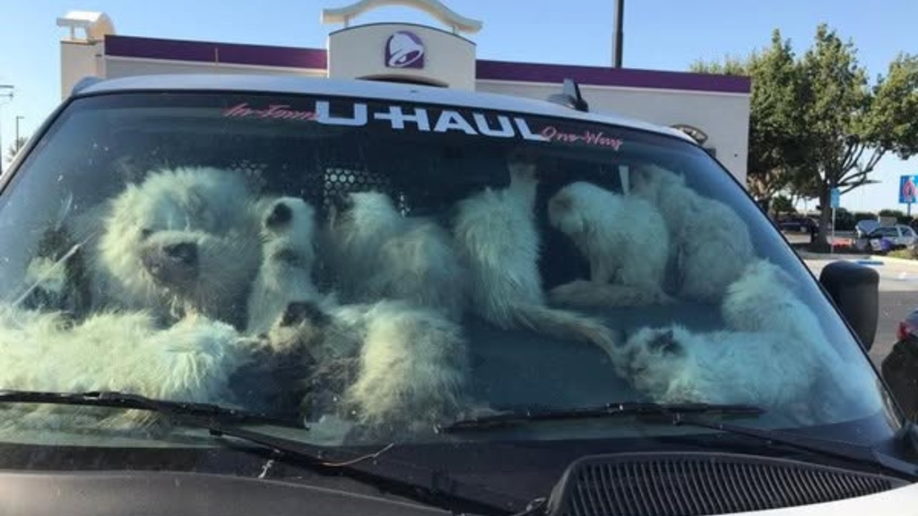 134 cats found malnourished or dead in U-Haul van in California
