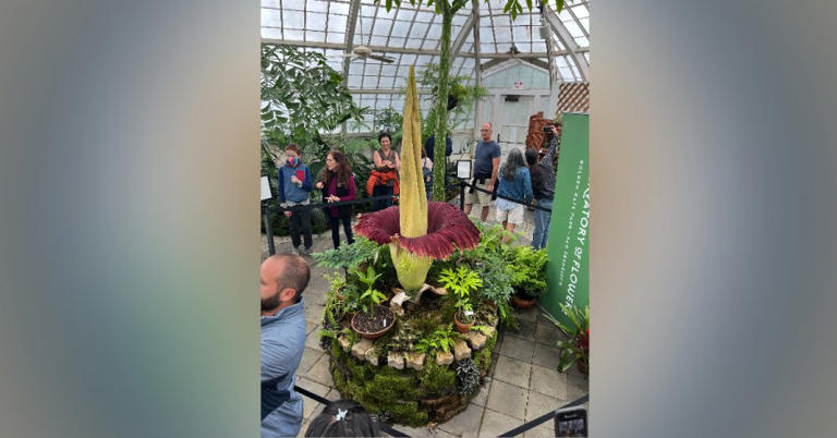 Rare, stinky flower to bloom at San Francisco Conservatory of Flowers