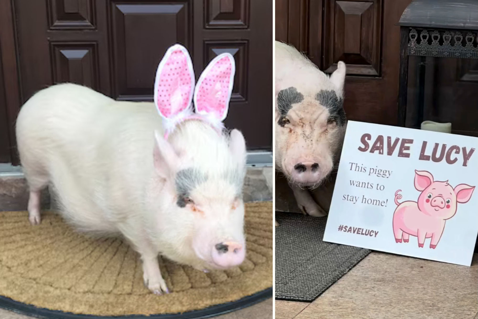 Lucy the Staten Island Pig allowed to get medical care at home after ...