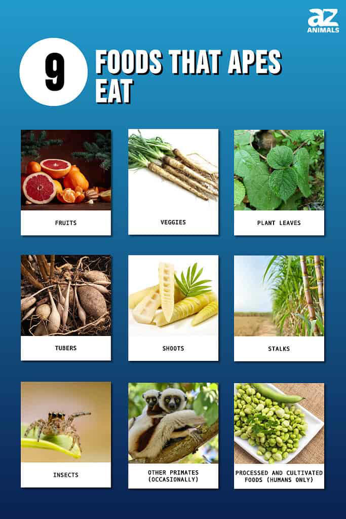 What Do Apes eat? 9 Top Foods in their Diet