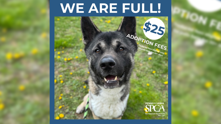 Looking to adopt a pet? PSPCA extends $25 adoption fee special