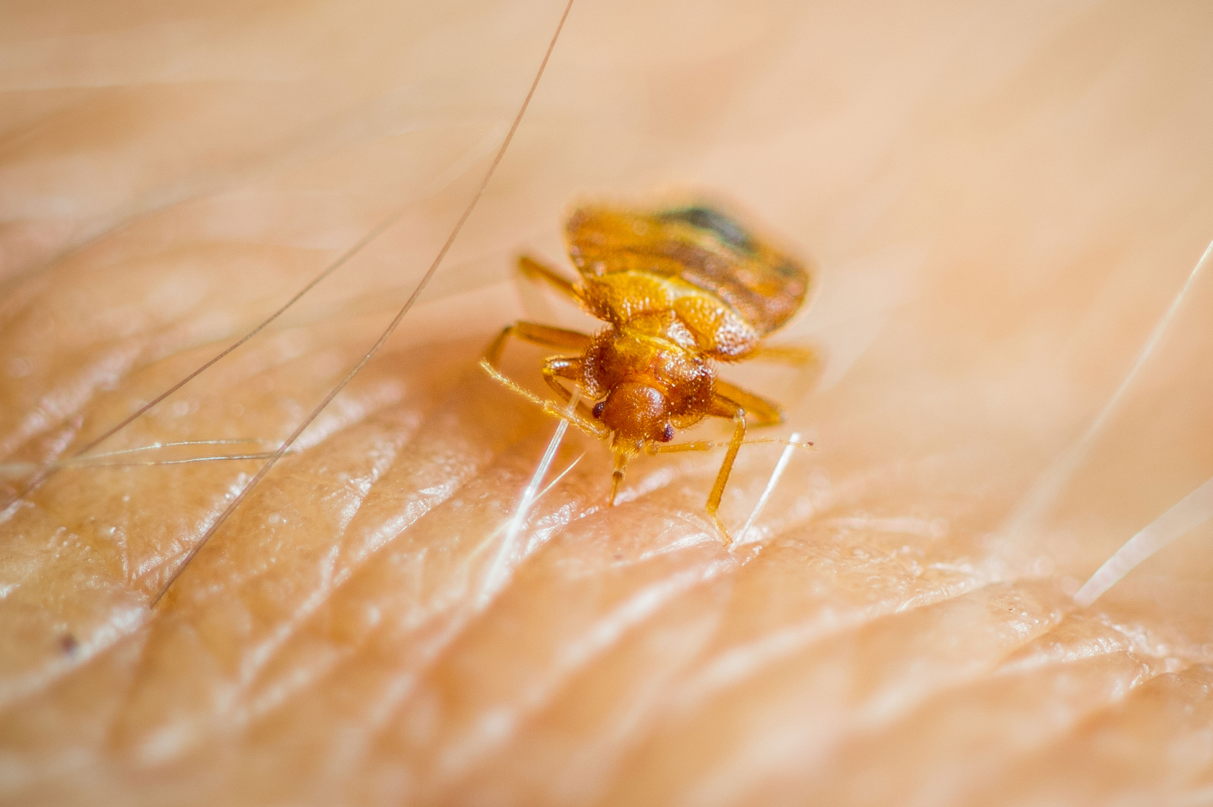 Chicago named America's most bed bug-infested city for another year