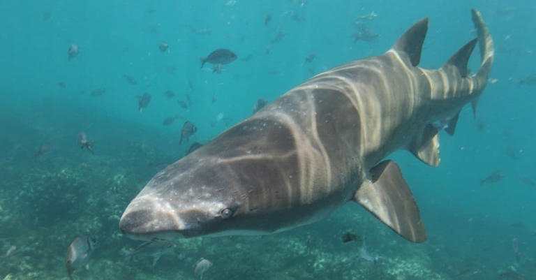 Understanding Shark Gills: The Key to Their Underwater Survival