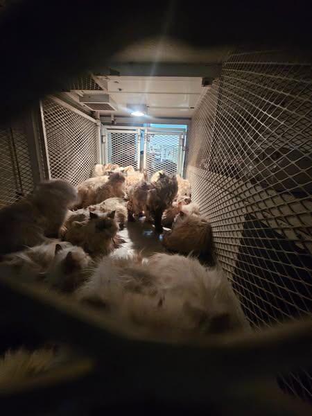 134 cats found malnourished or dead in U-Haul van in California