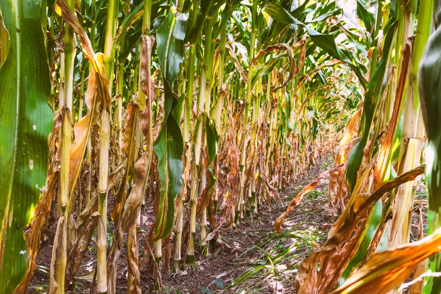 Black spots appear in Kansas corn fields – what are they?