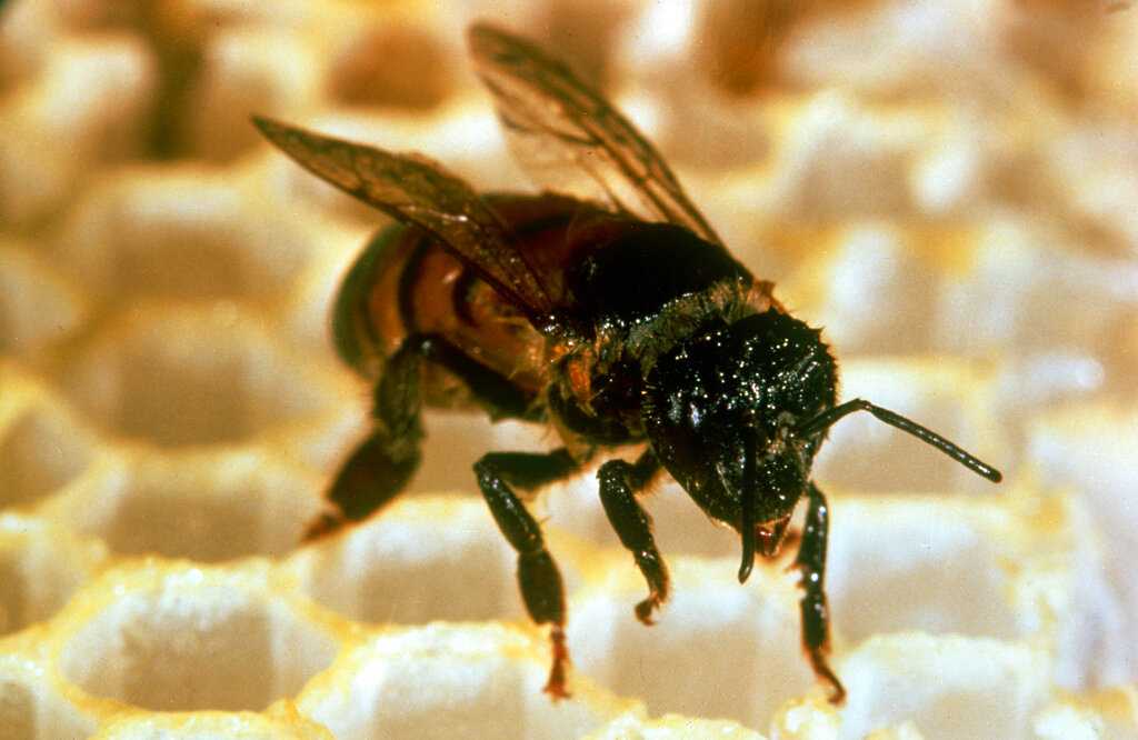 'We are treating this situation seriously': Feral swarm of 'killer bees ...