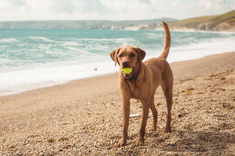 Vet reveals warning signs that your dog is suffering from a sunburn