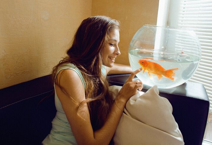 Do Fish Recognize Their Owners?