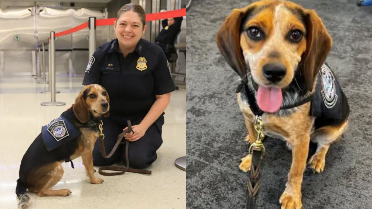 U.S. Customs and Border Protection beagle assists in deporting ...