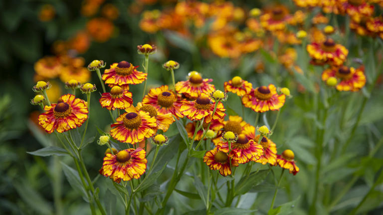 The Easy-To-Grow Flower That Will Last In Your Garden For Years