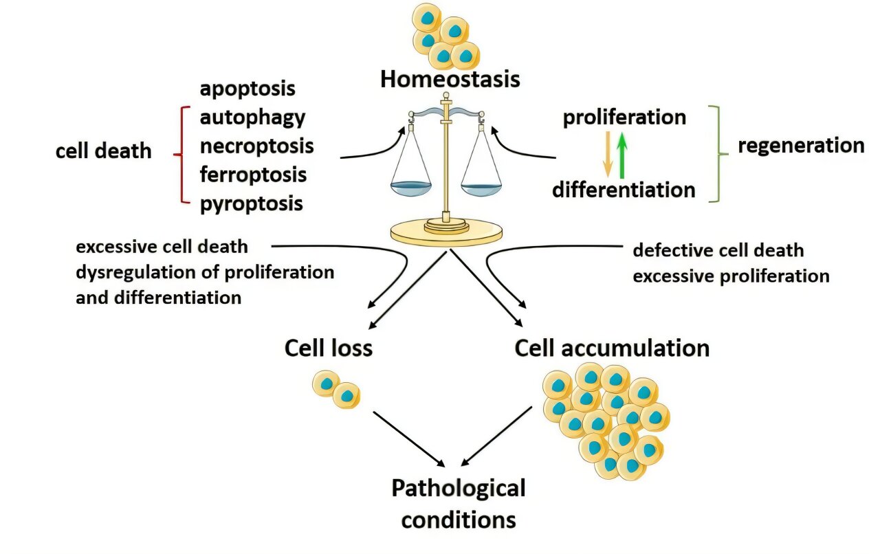 Researchers explore the connection between programmed cell death and ...