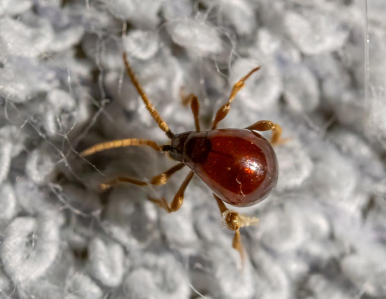 14 Common Tiny Brown Bugs in the House and How to Get Rid of Them