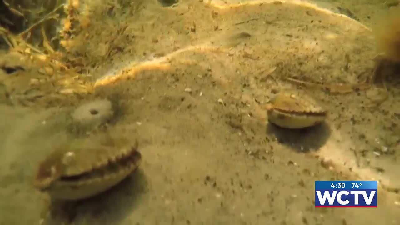 Bay scallop season opens July 1 in parts of the Florida Panhandle