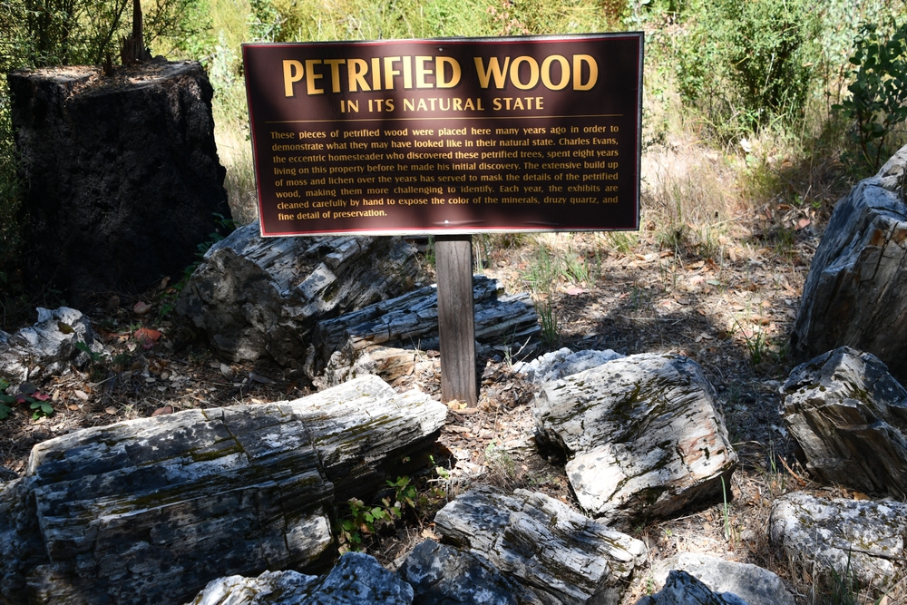 Mount St. Helena buried an entire redwood forest alive and you can walk ...