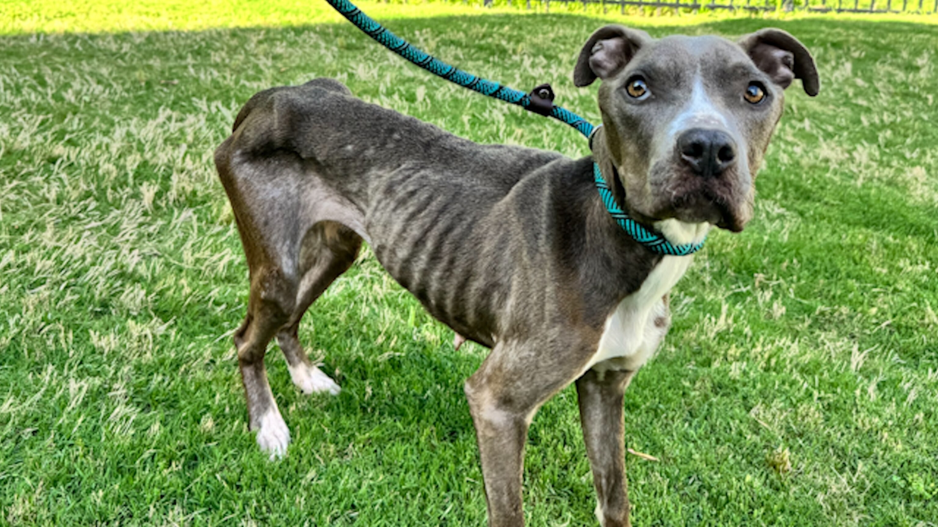 Emaciated dog rescued moments before being thrown off a bridge