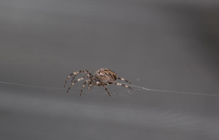 14 Common Tiny Brown Bugs in the House and How to Get Rid of Them