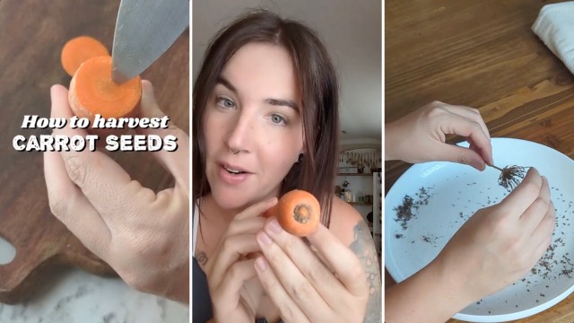 Gardener shares simple hack for growing infinite supply of popular produce: 'Perfect timing'