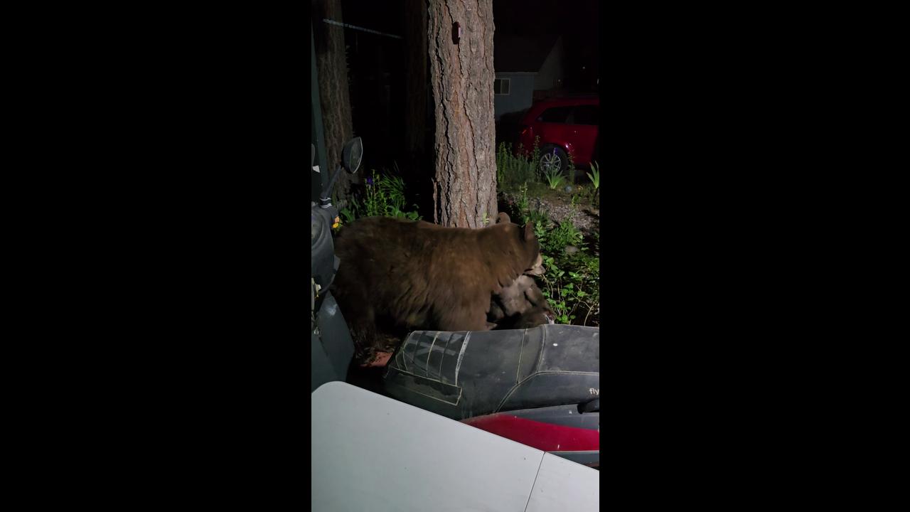 Bear Cub Gets Head Stuck In Oats Container